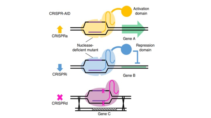 Multi-functional genome-wide CRISPR system for high throughput genotype ...