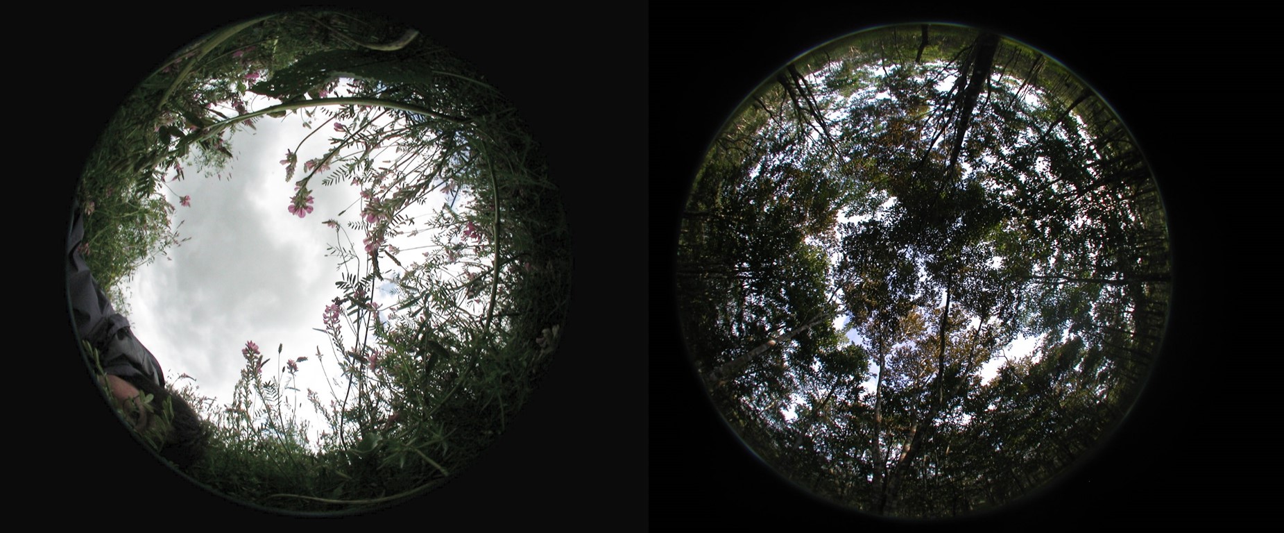 Better, worse, or both? The temporal paradox of diverse plant ...