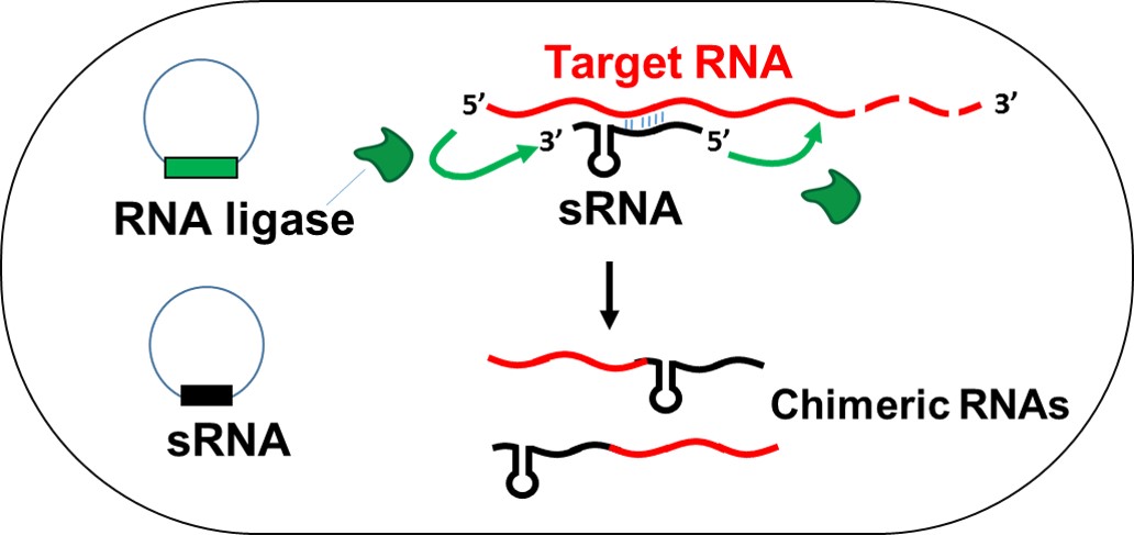 Tracking the targets of non-coding regulatory small RNAs made easier ...