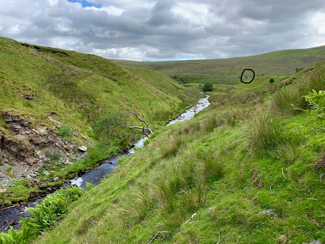 World’s Oldest Bug is Fossil Millipede from Scotland | Research Communities by Springer Nature