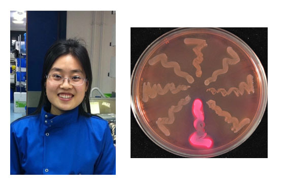 It takes teamwork to beat the (bacterial) competition | Research ...