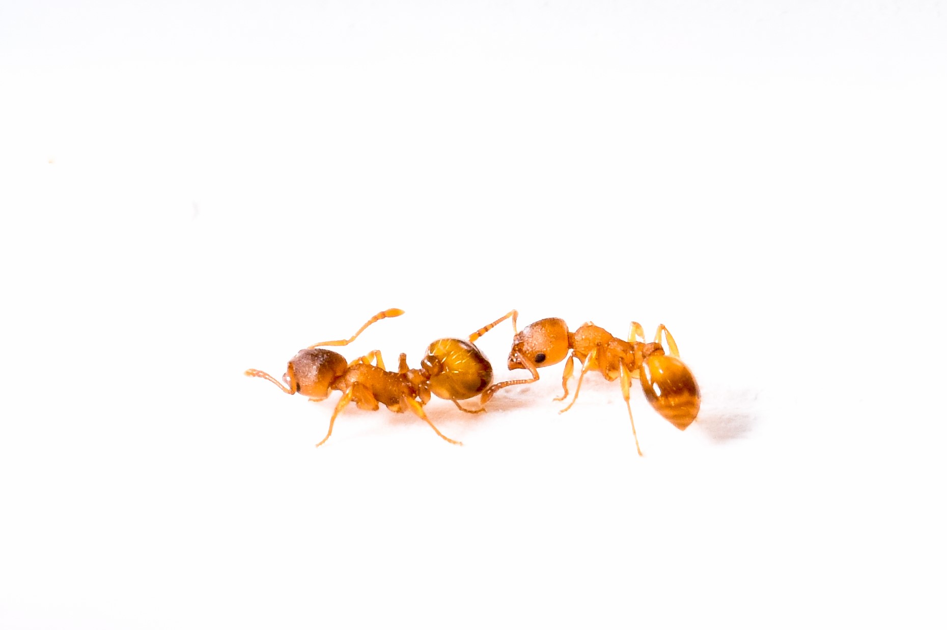 Ant workers produce males in queenless parts of multi-nest colonies ...