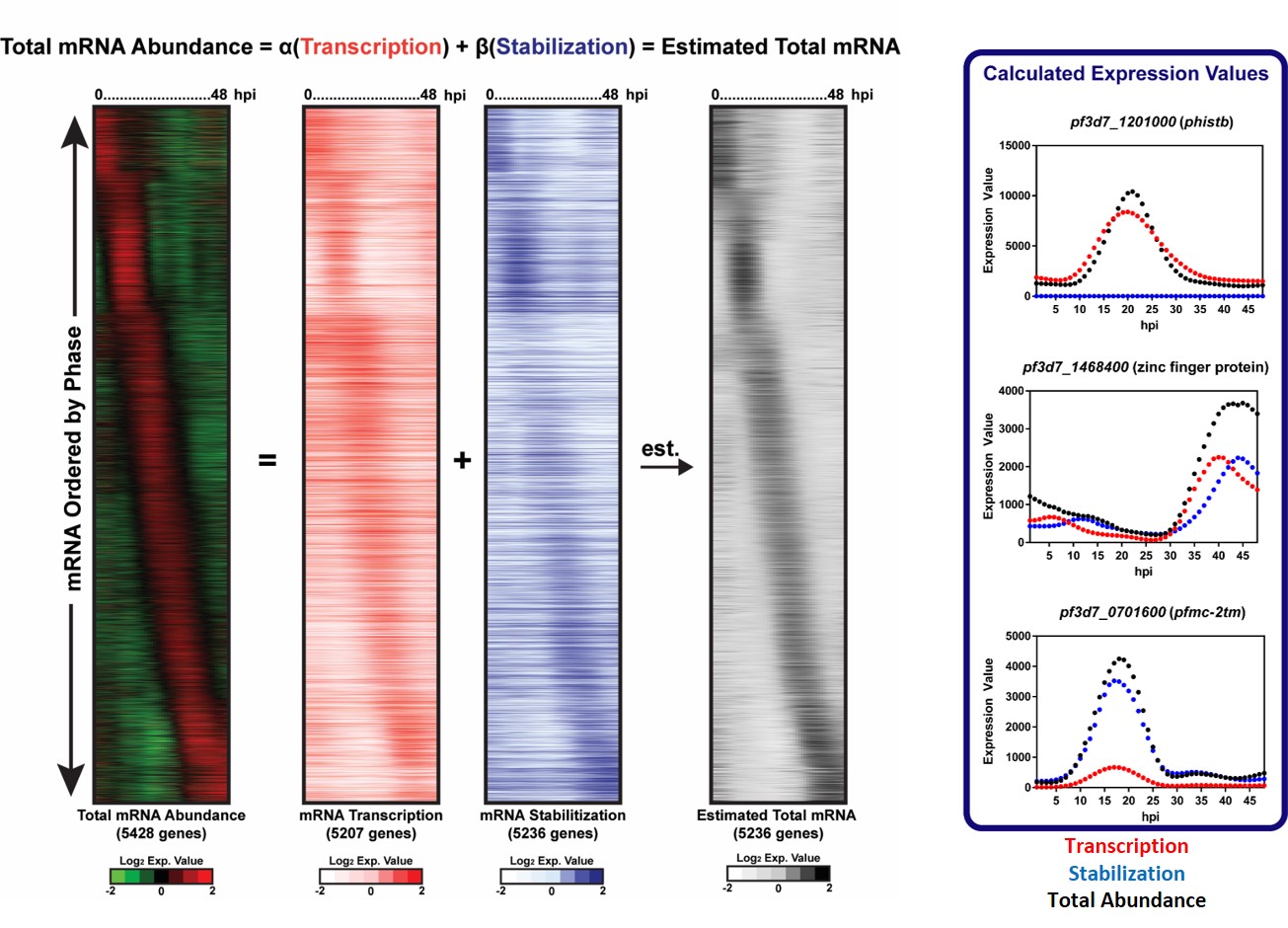Life is about balance: Capturing genome-wide mRNA transcription and ...