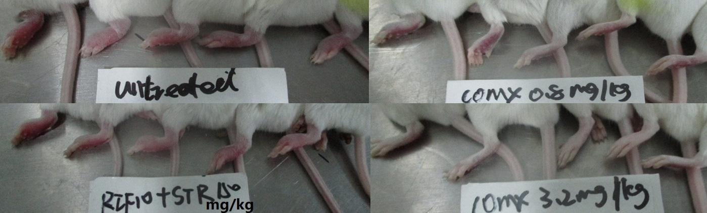 The Achilles' Heel Targeted by TB47 Is Protected in Select Mycobacteria ...