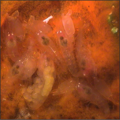 Evolutionary transitions towards eusociality in snapping shrimps ...