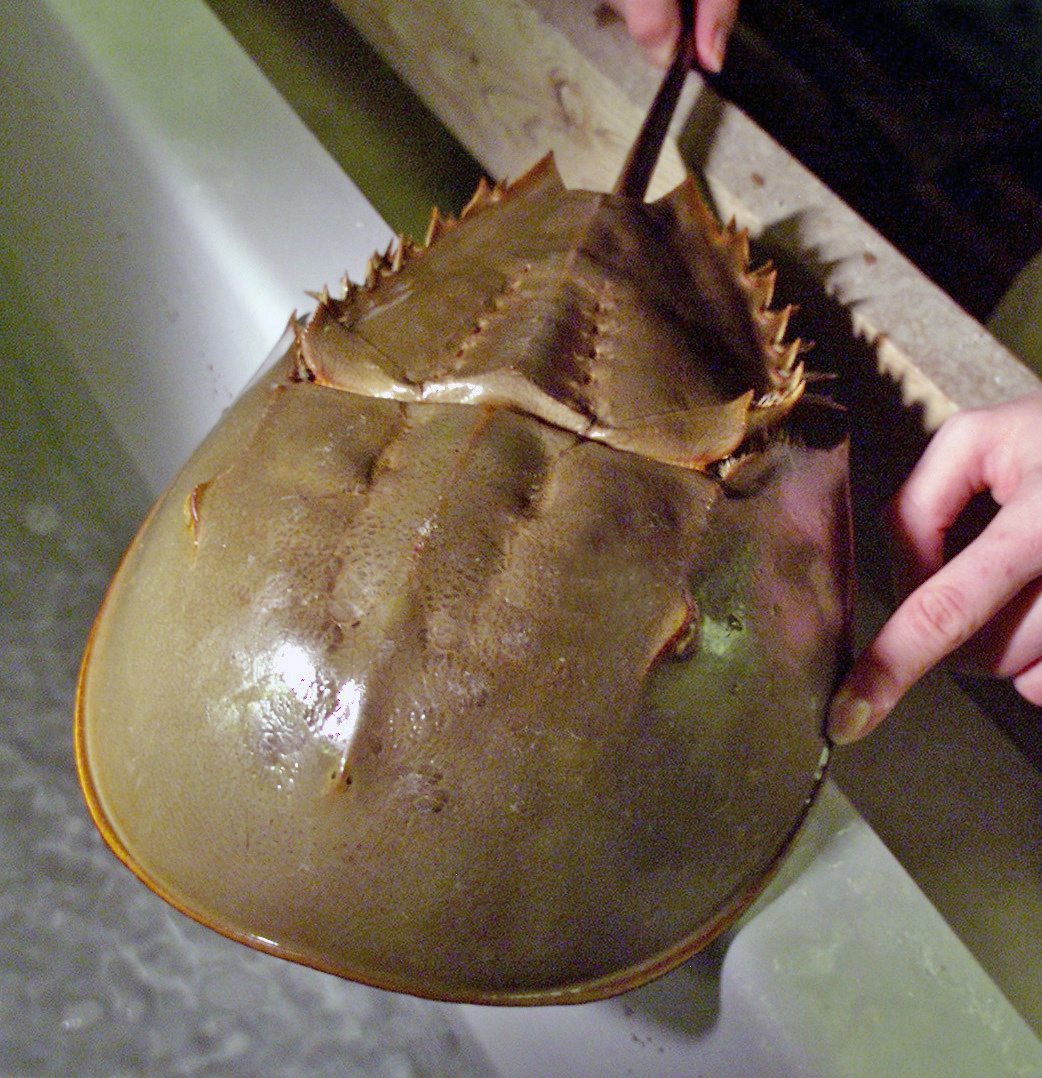 Beyond fruit flies: the diversity of small RNAs across arthropods ...