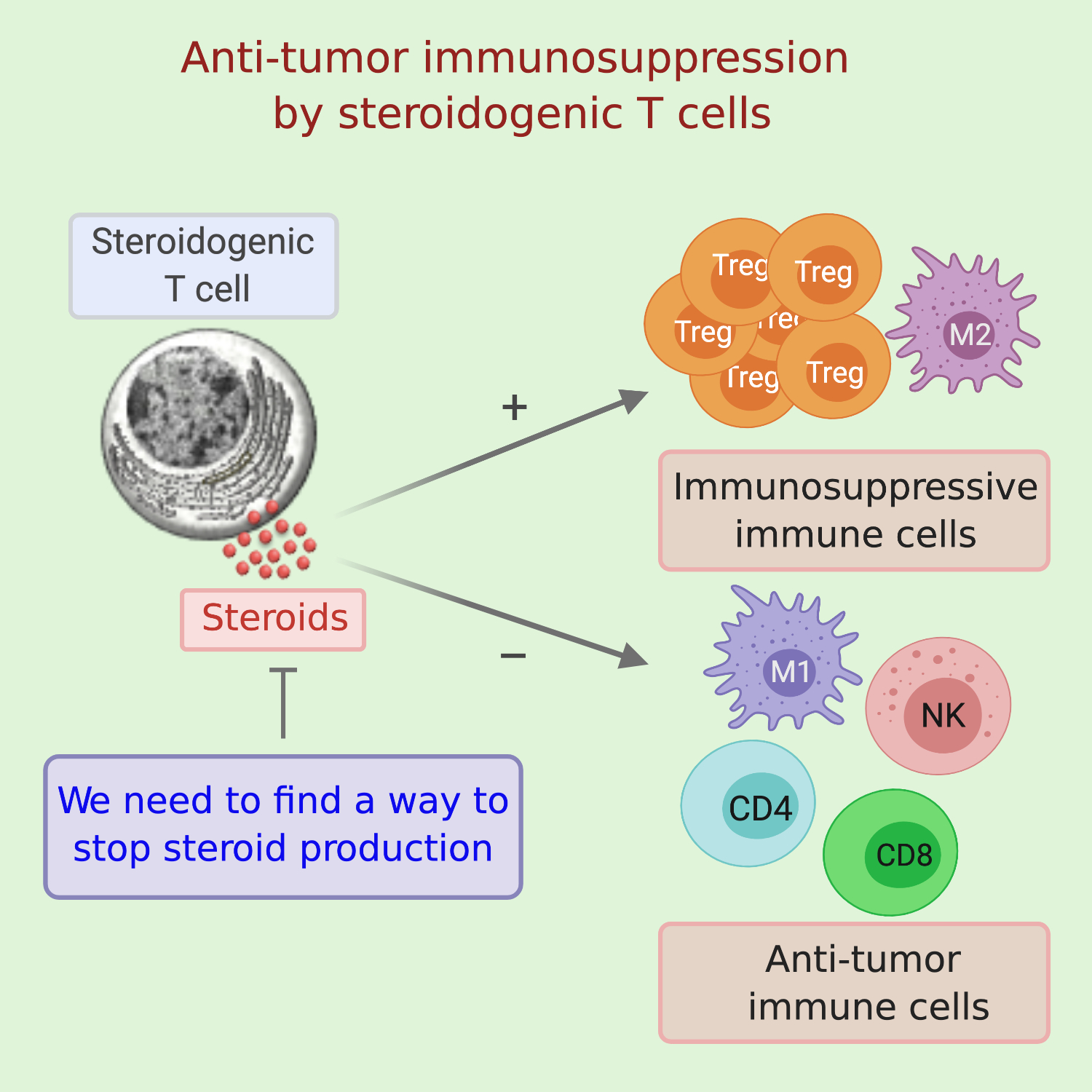Steroid-producing T cells suppress anti-tumor immunity | Research ...