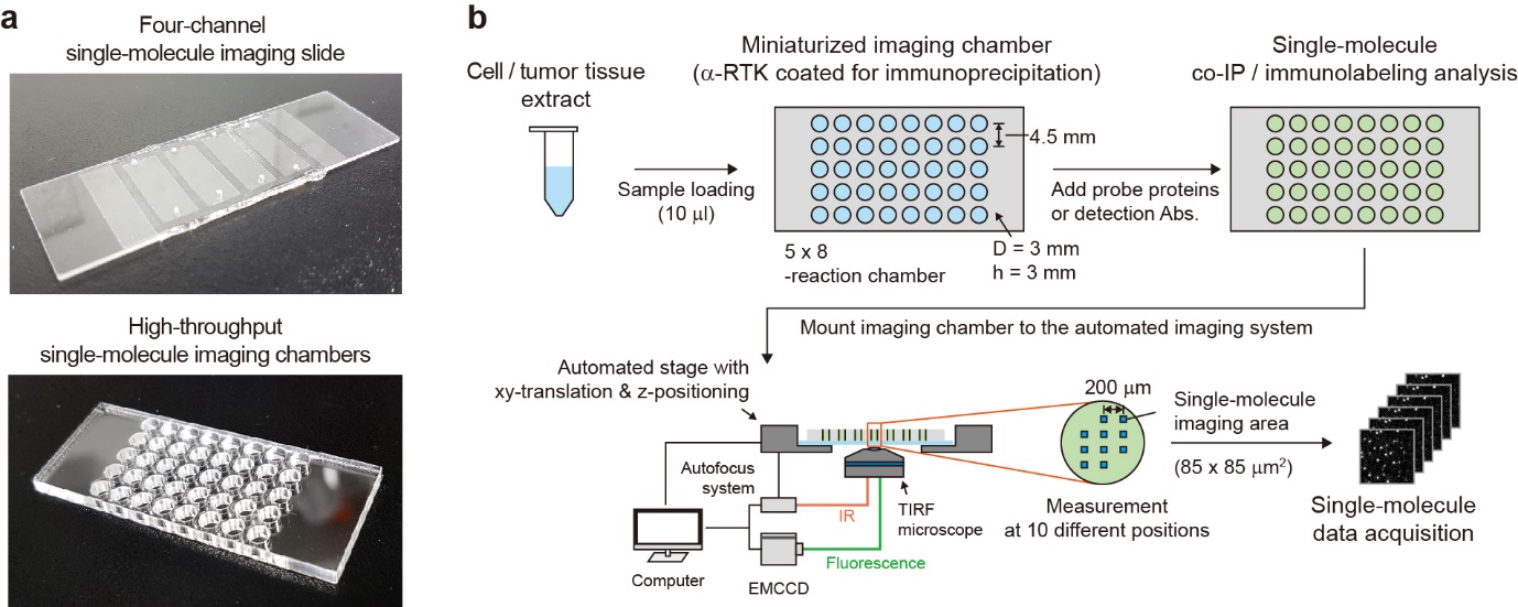 Shedding single-molecule light on molecular lesions of specific tumours ...