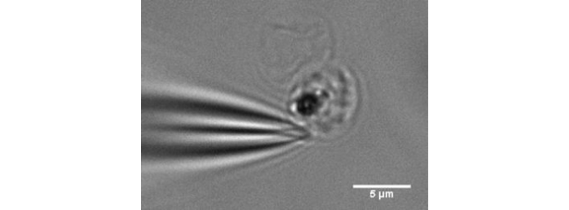Malaria parasites teach an old channel a new trick | Research ...