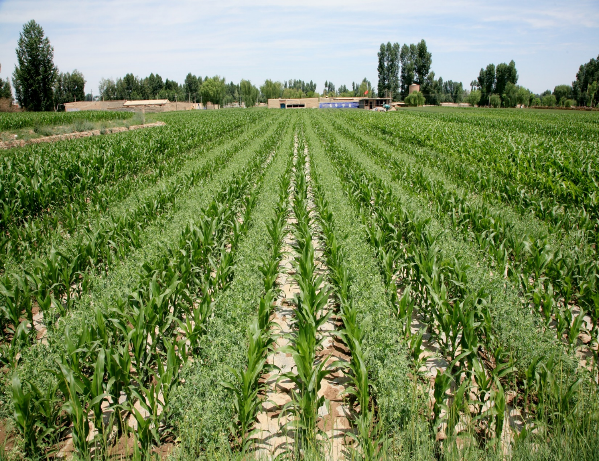 Intercropping: A growing approach to sustainably increase grain yield ...