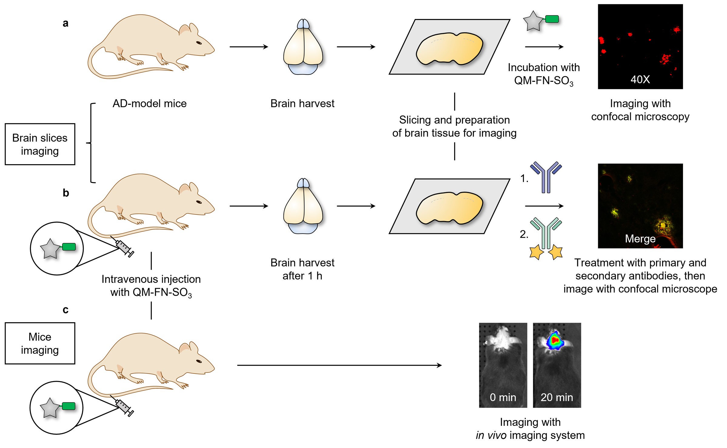 Preparation of near-infrared AIEgen-active fluorescent probes for ...