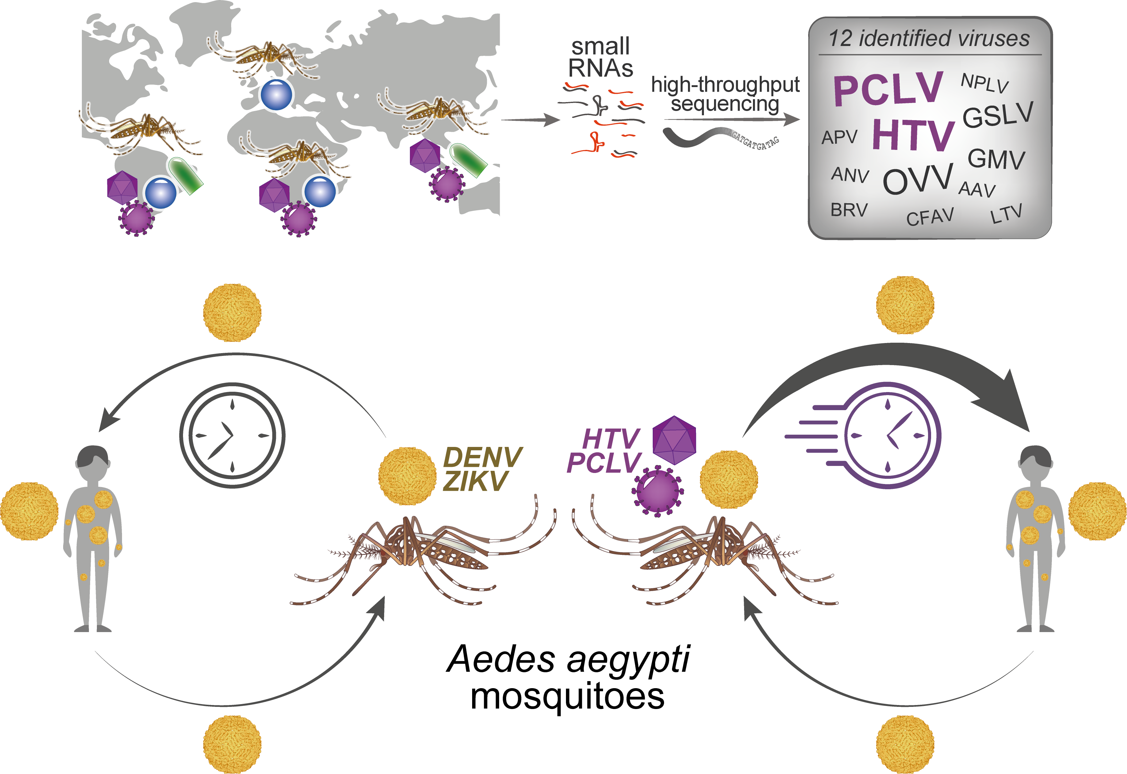 When a positive interaction is bad: a link between mosquito-specific ...