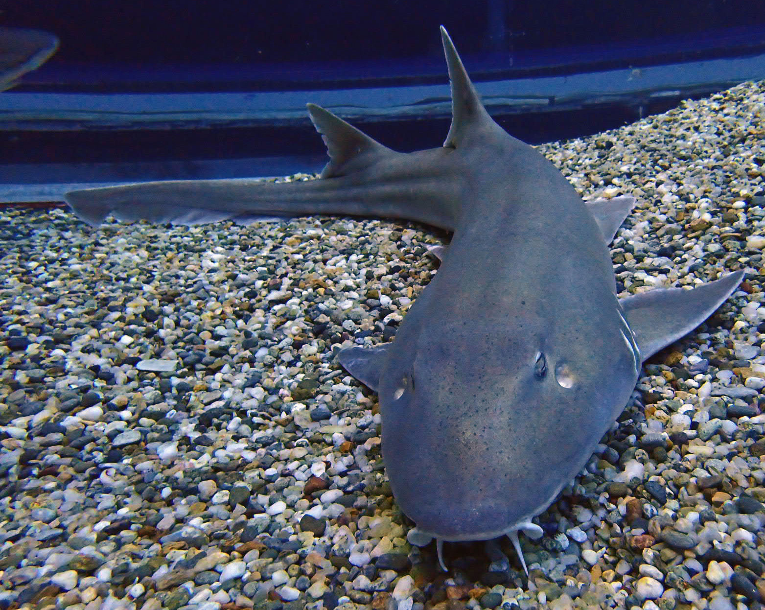 Decoding shark genomes - why did we choose those species? | Research ...