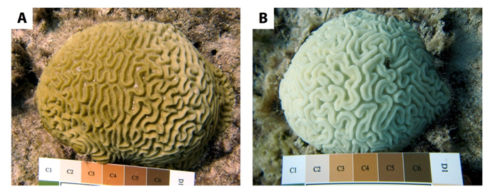 Don’t give up on local efforts for coral reefs | Research Communities ...