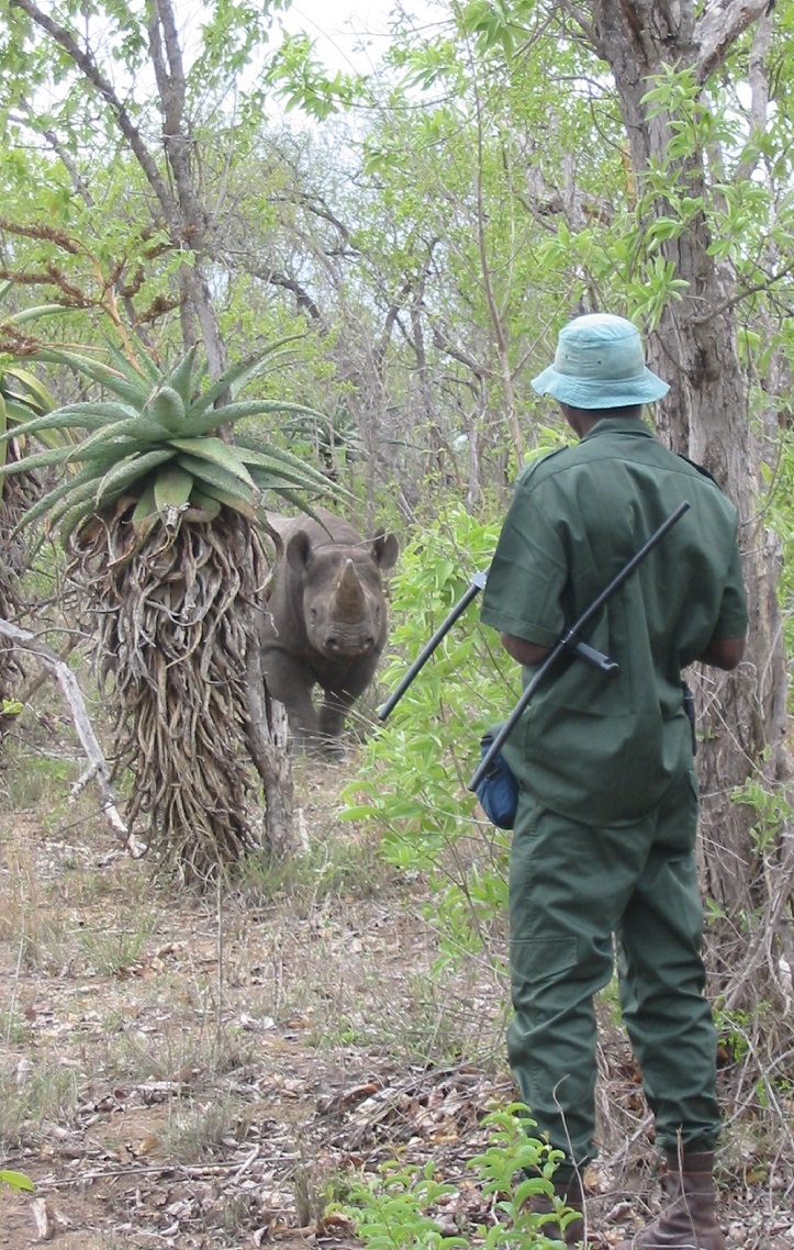 Experiments by conservation - rhino and Fisher's Principle | Research ...