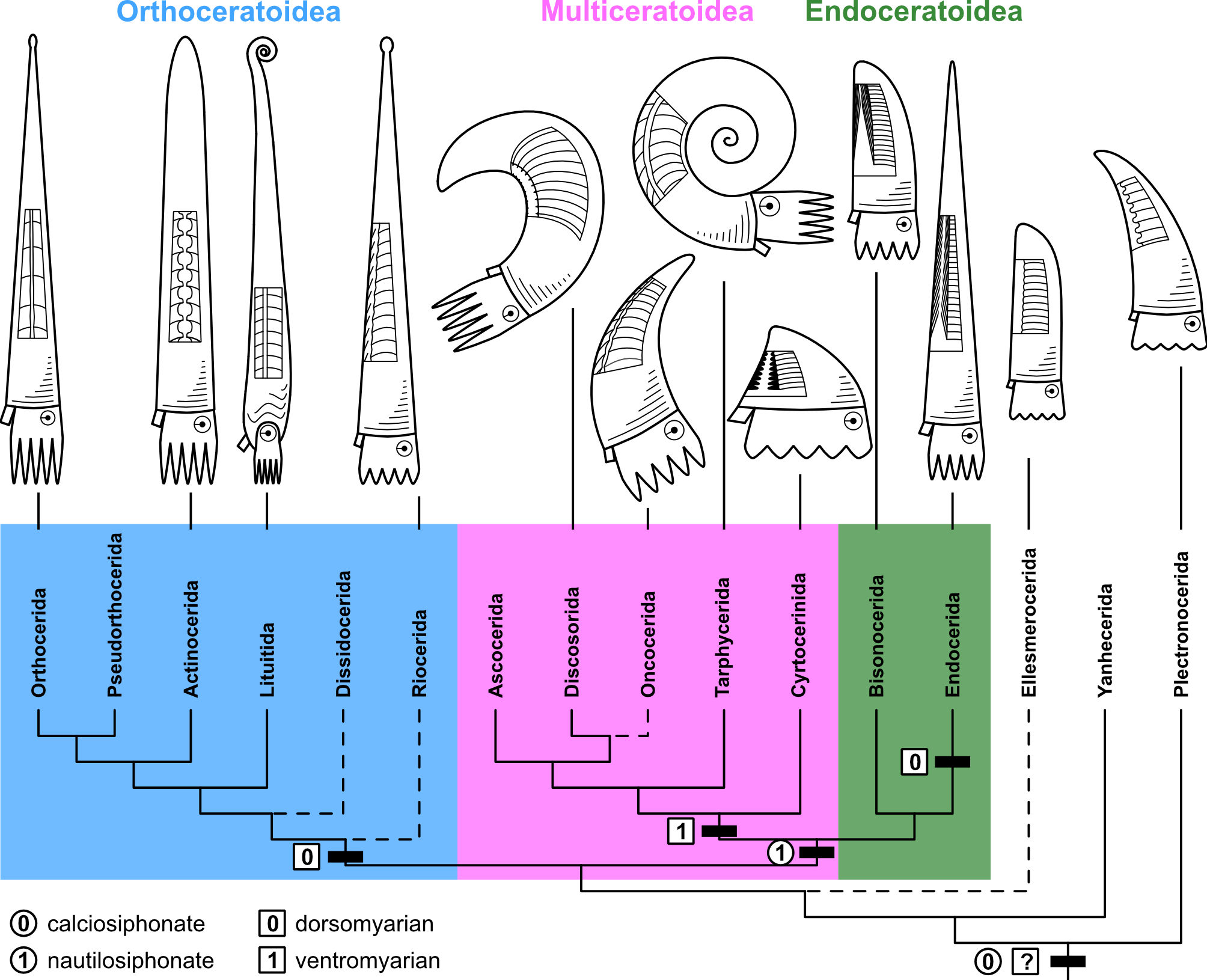 Cones, sticks and croissants: Early cephalopod evolution | Research ...