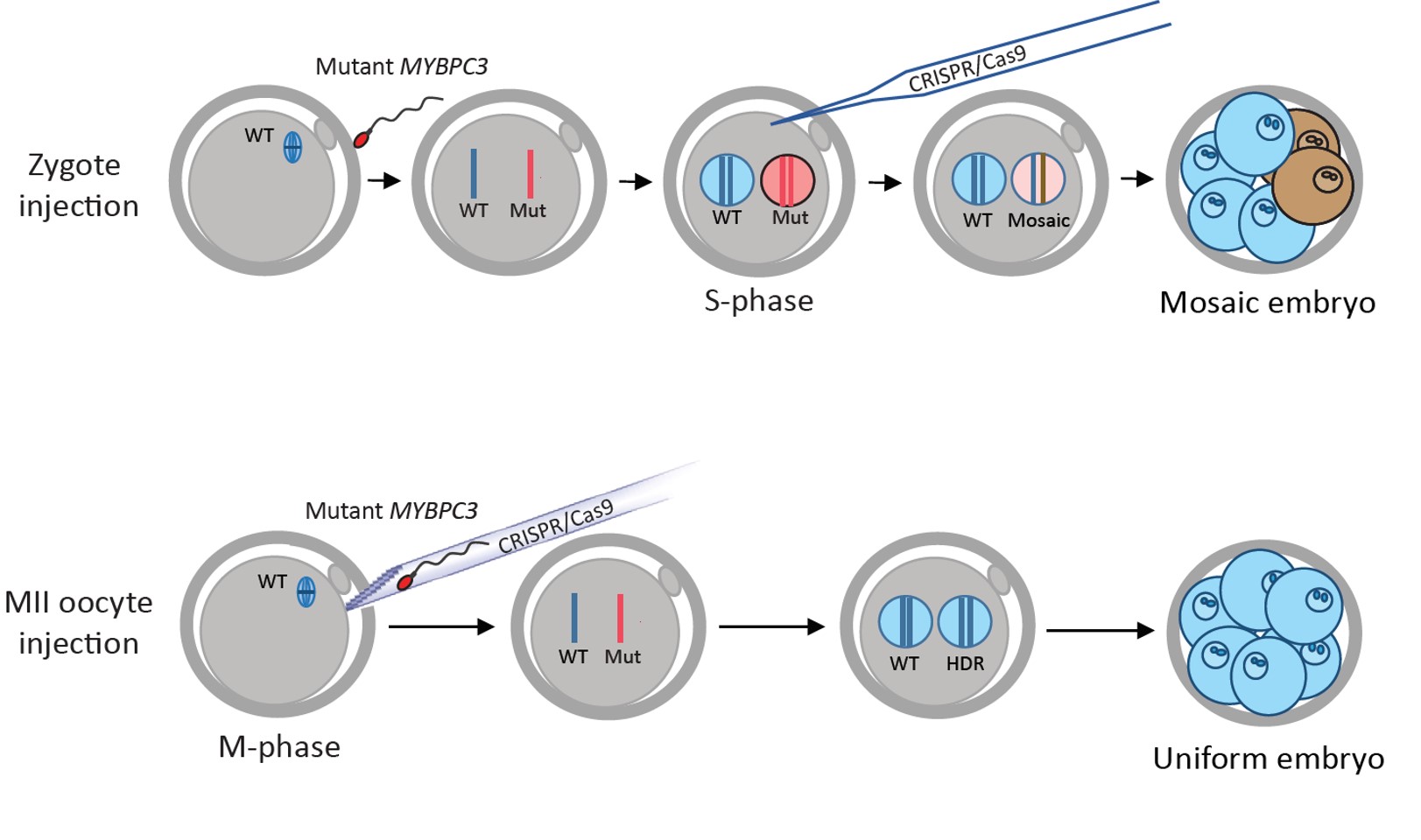 Using gene editing technology to repair a pathogenic mutation in human ...