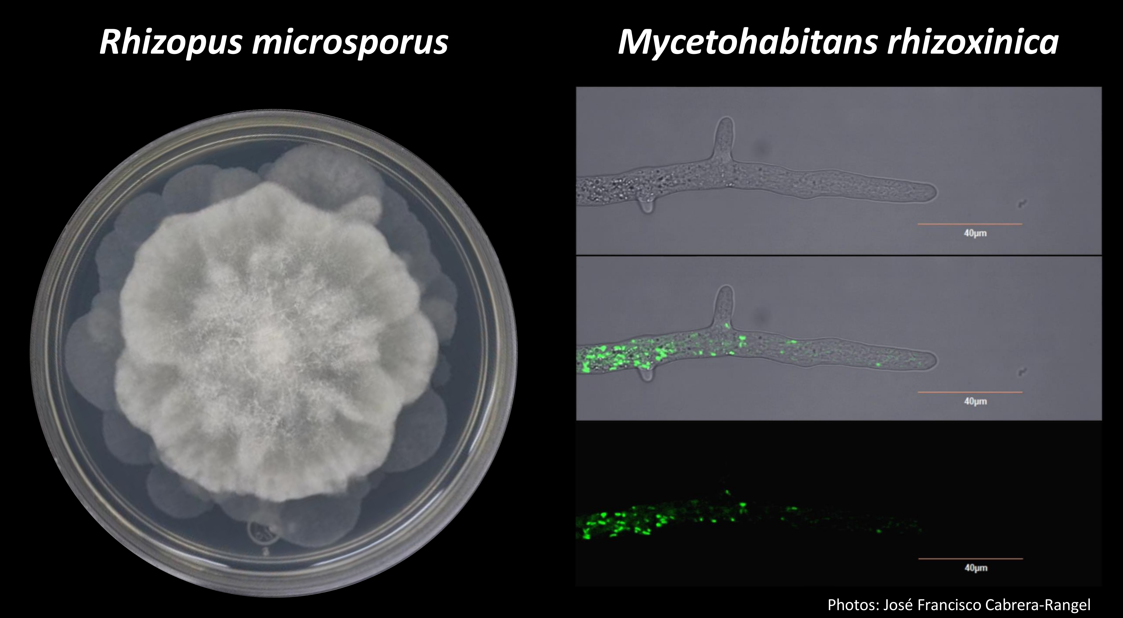 From a duo to a quartet: viral and bacterial symbionts influence fungal ...