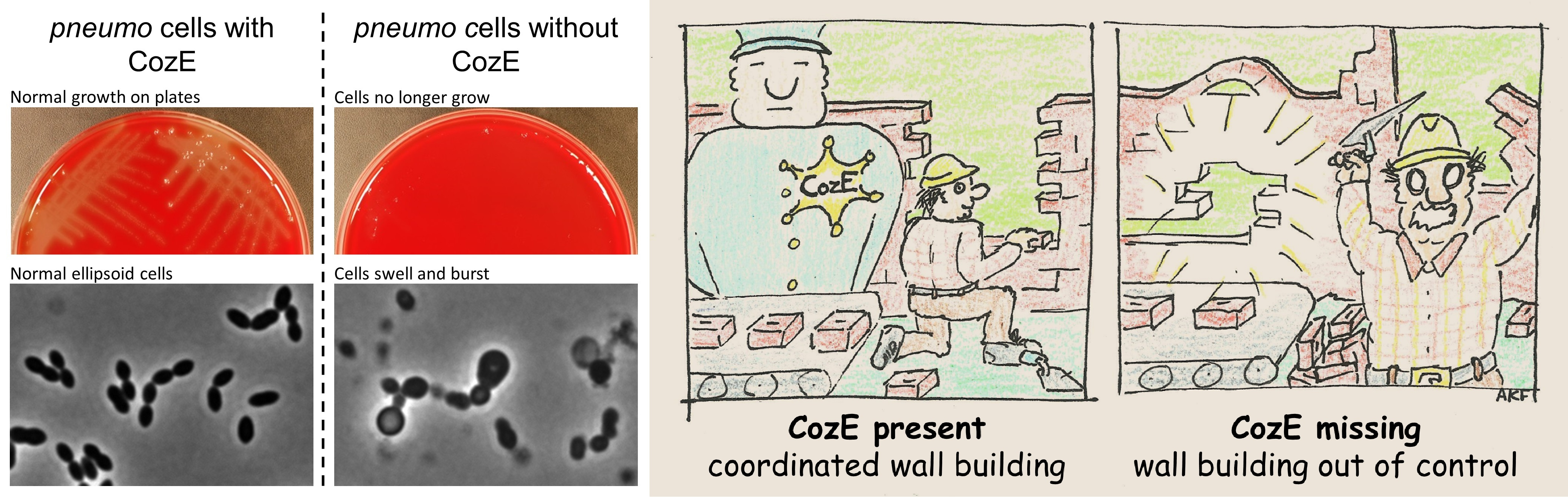Trying to beat pneumonia; when cell wall building enzymes go rogue ...
