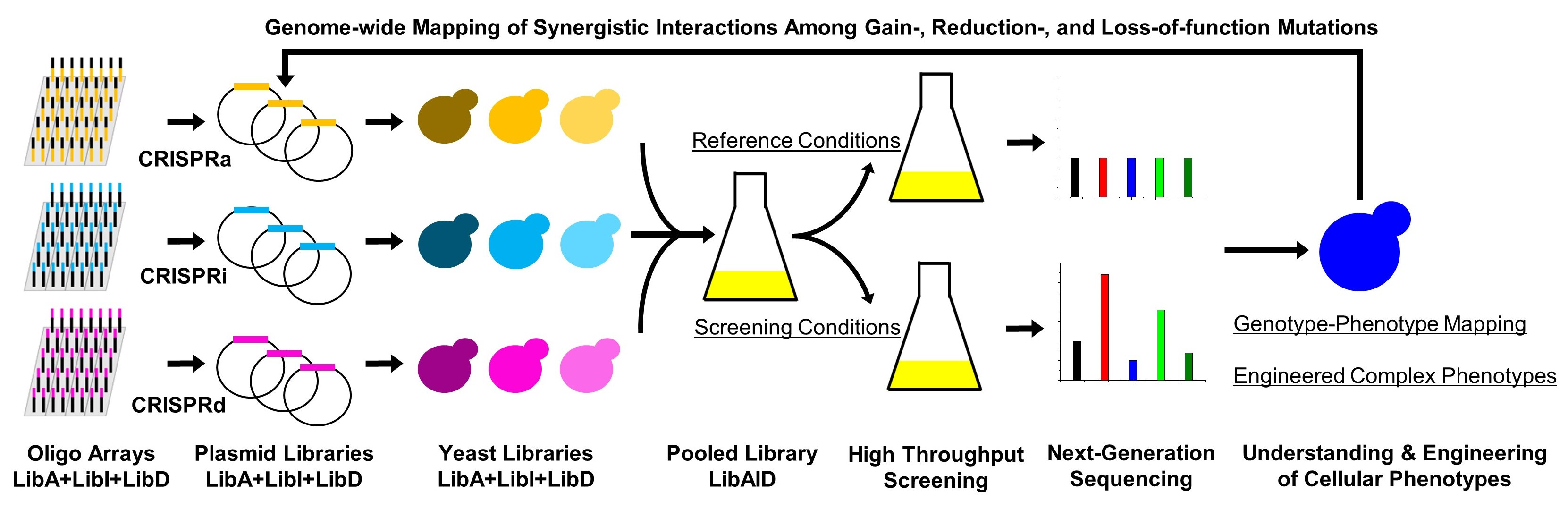 Multi-functional genome-wide CRISPR system for high throughput genotype ...