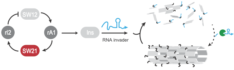 Timing is everything: using a molecular oscillator to direct self ...
