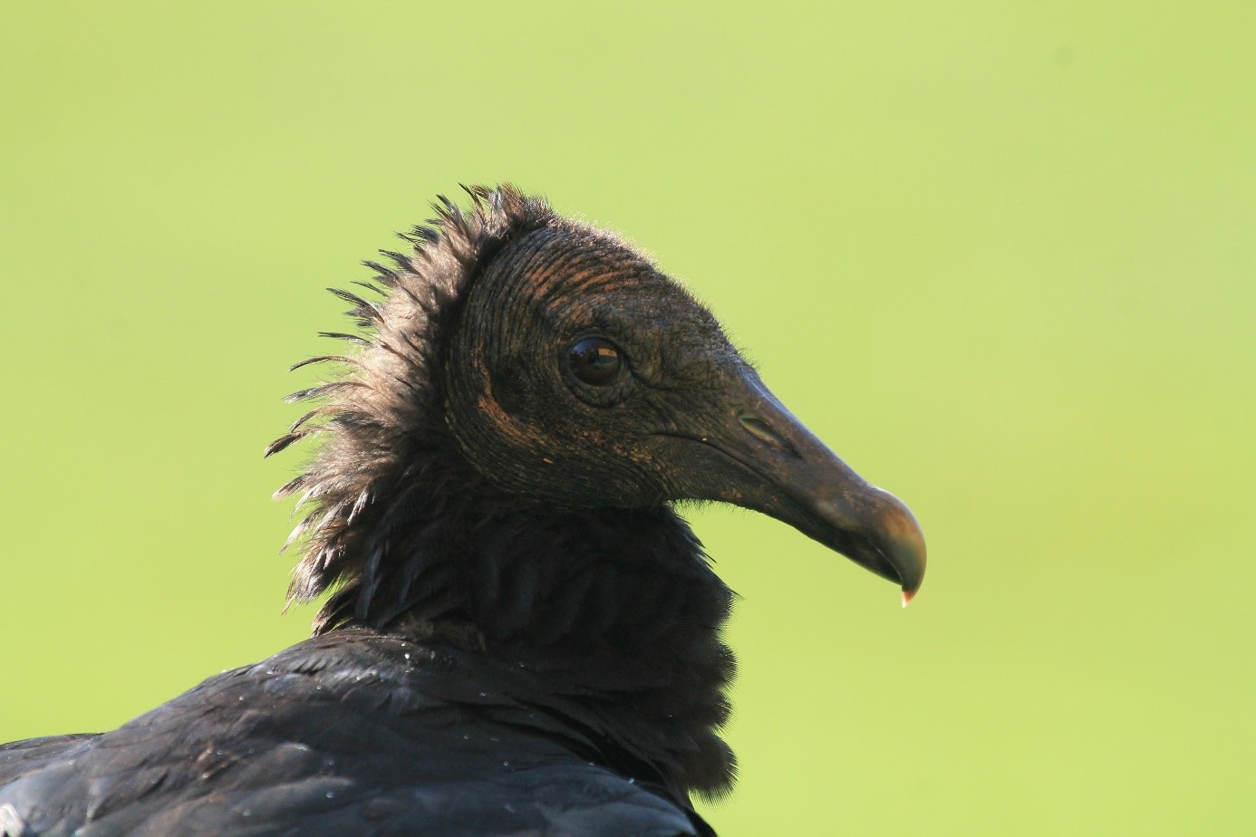 Exposure to UV radiance predicts repeated evolution of concealed black ...