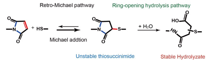Force-induced ring-open hydrolysis strengthens the maleimide-thiol ...