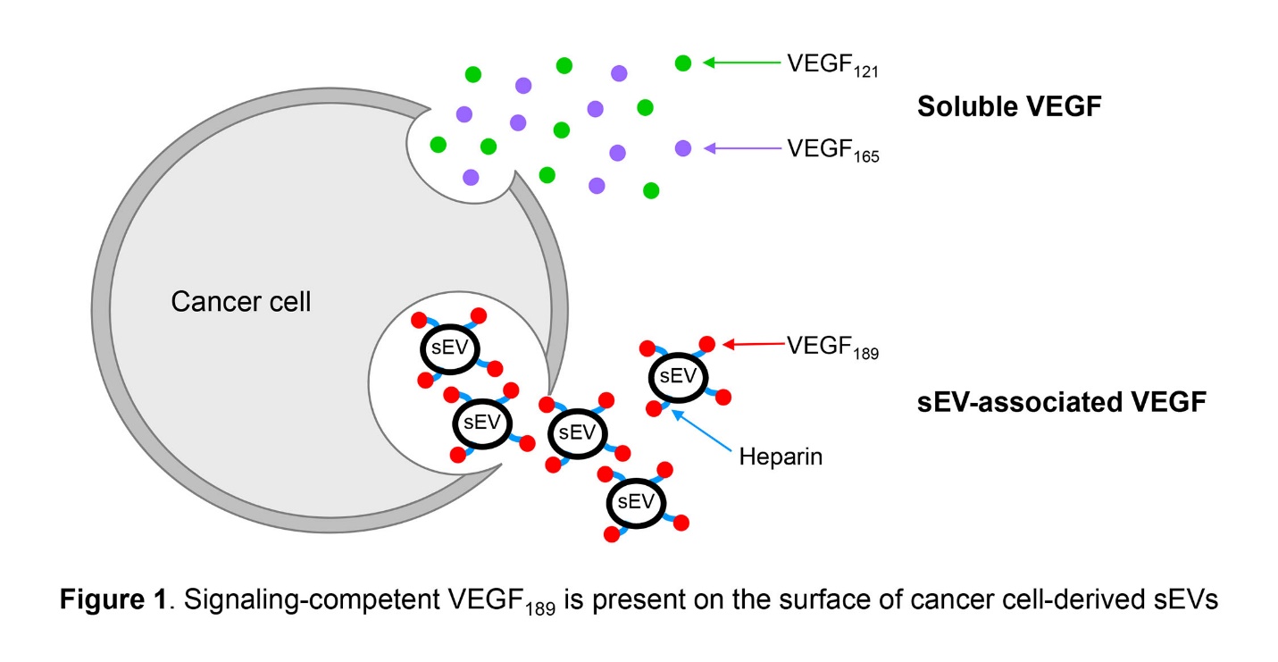 An uptake-independent mechanism of extracellular vesicles in tumor-stroma interactions and anti ...