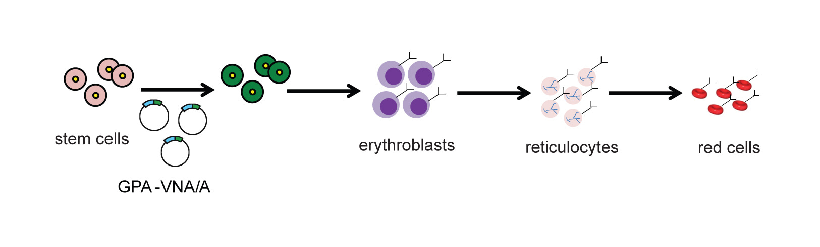 Hitchhiking on red blood cells enhances antibody properties in vivo ...