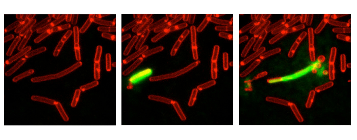 Vesicle formation through bubbling cell death in Bacillus subtilis ...