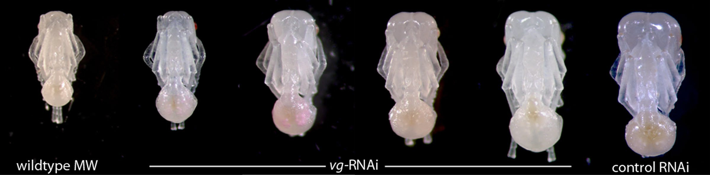 Raiders of the Lost Rudiment: ancient ‘useless’ structure makes ants ...