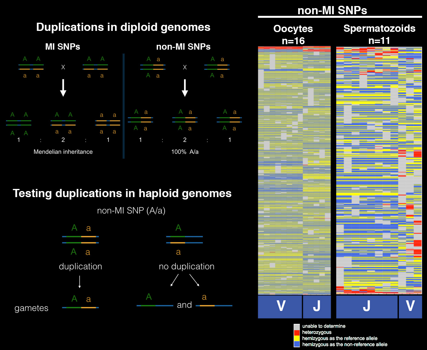The joy of figuring things out: a story of worms, haplotypes & genetic ...