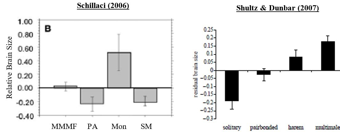 Investigating the evolutionary drivers of primate brain size | Research ...