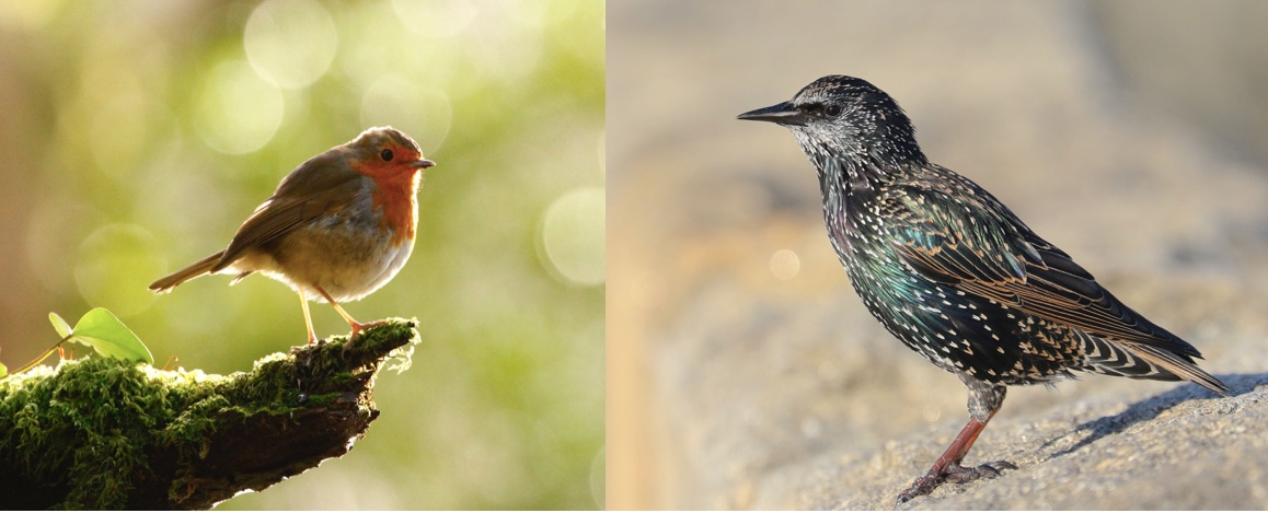 What makes a successful alien introduction? | Research Communities by ...