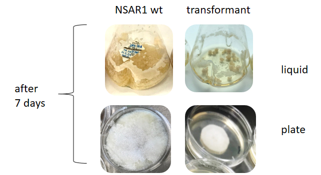 Uncovering the Biosynthesis of Important Fungicides - the Strobilurins ...