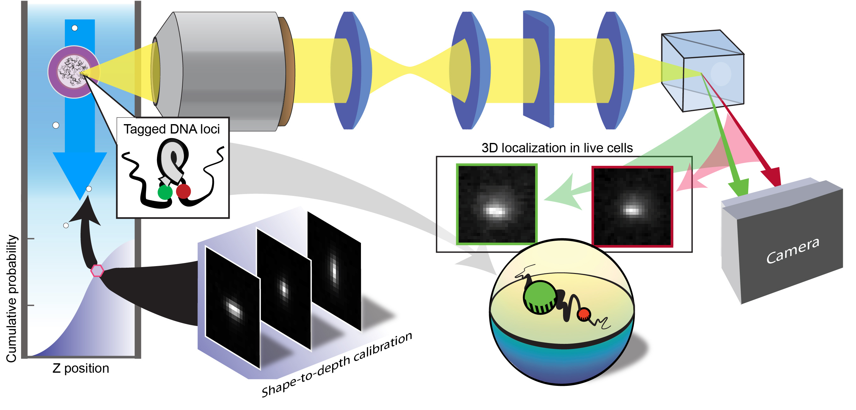 Go with the flow: high throughput 3D localization in cells by depth ...