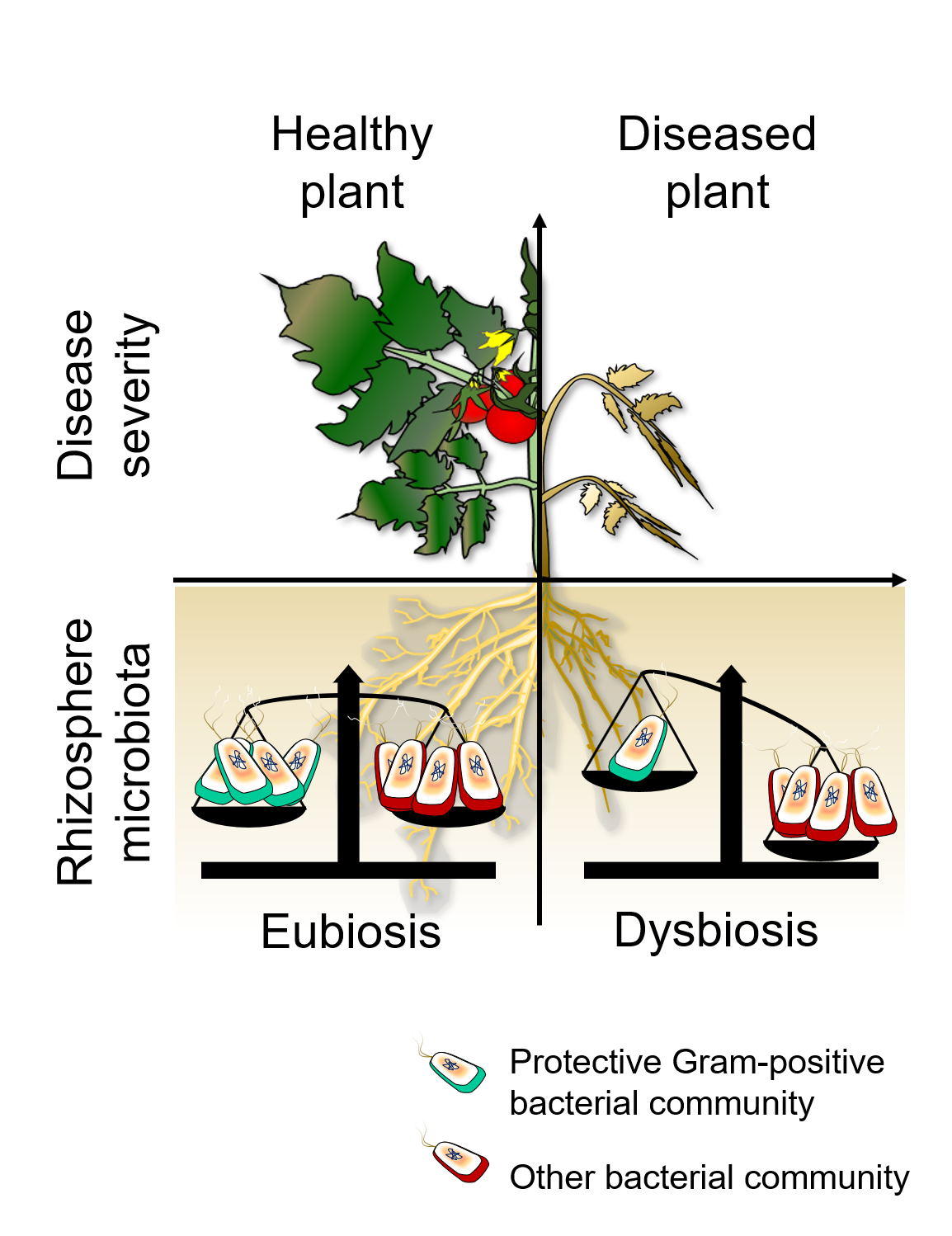Alleviating dysbiosis of the rhizosphere microbiome | Research ...