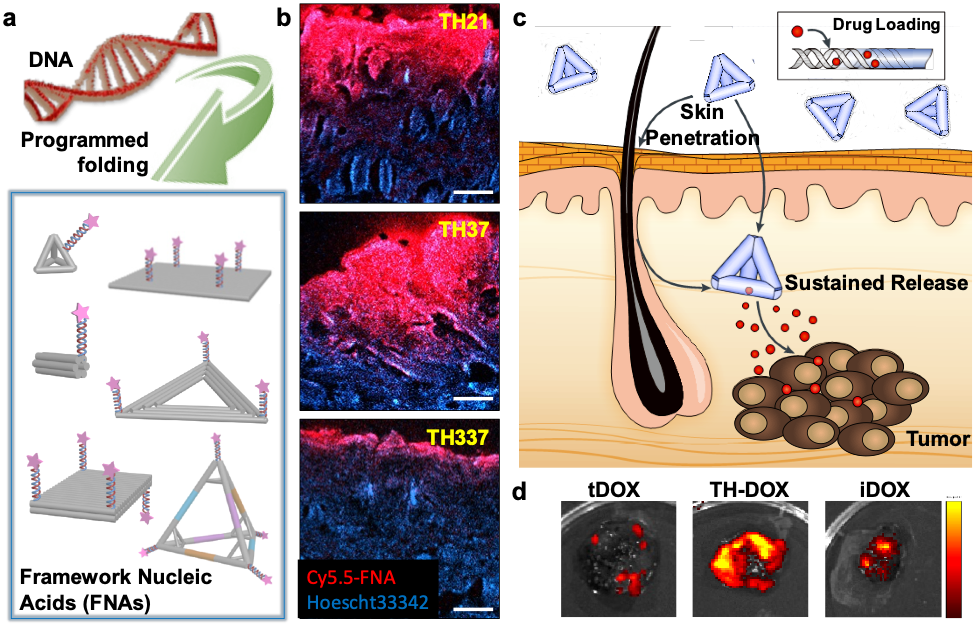 Skin Penetration Ability of Framework Nucleic Acids | Research ...