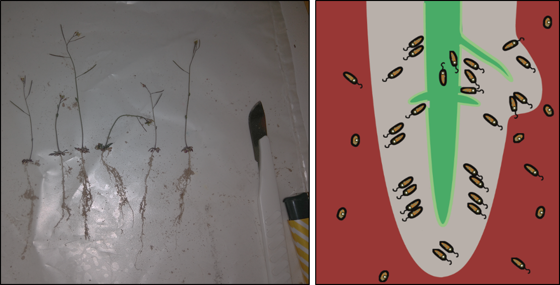 The wild side of Arabidopsis thaliana and its associated root ...