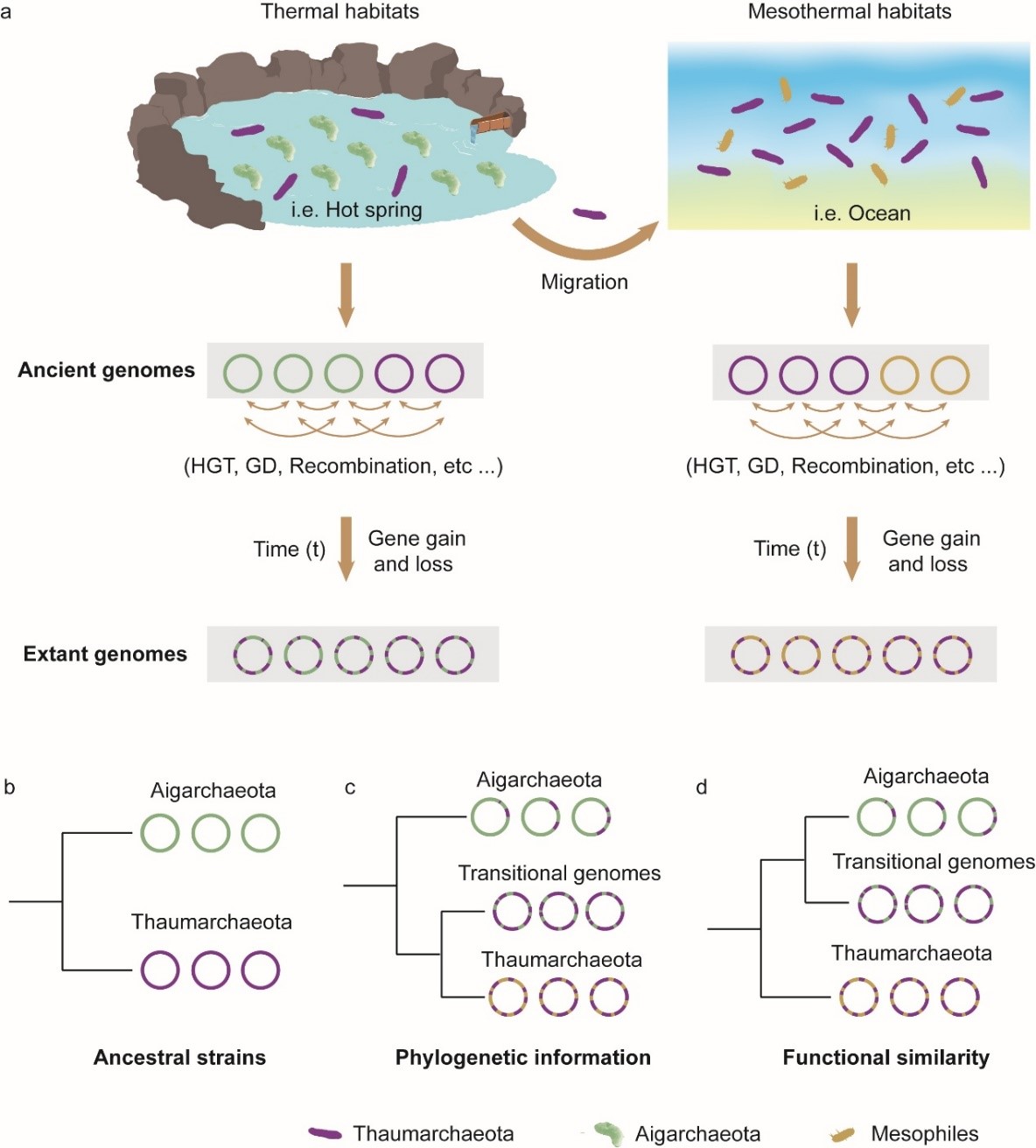 Genomic inference of the metabolism and evolution of the archaeal ...