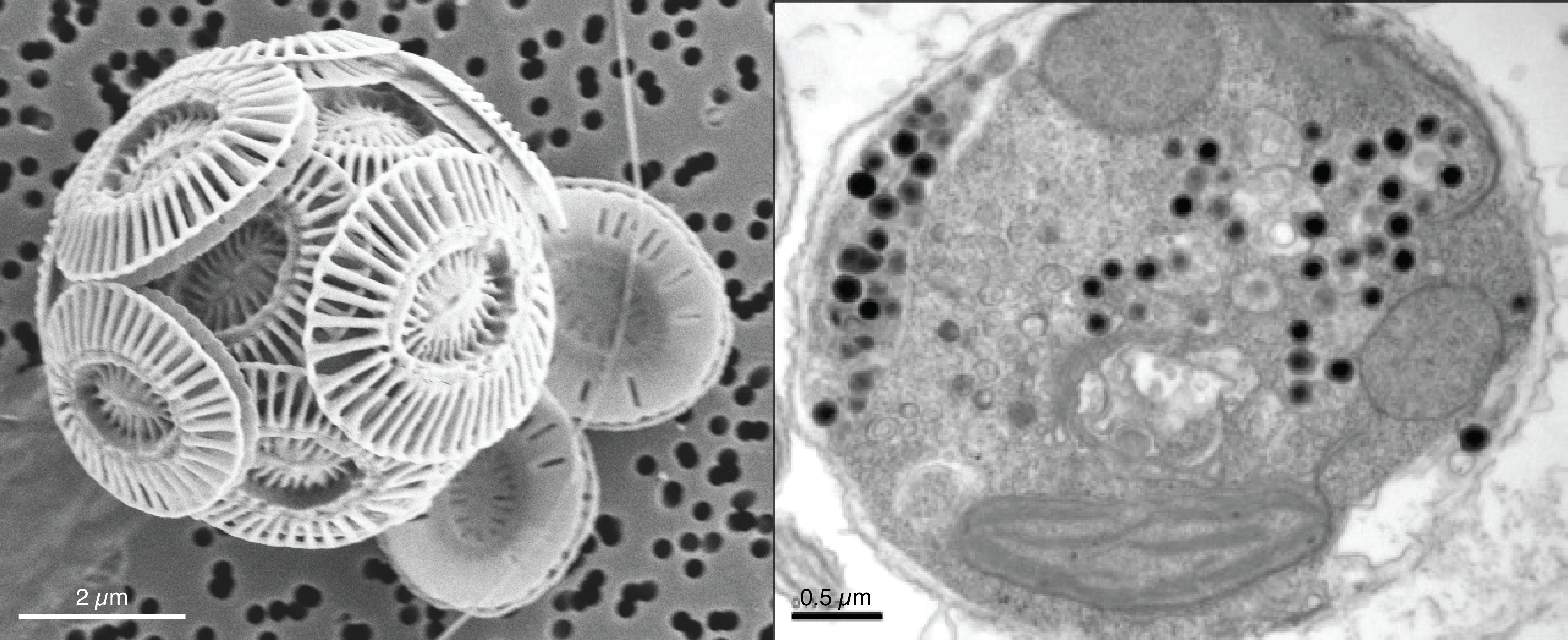 Visualising the metabolic cross-talk between a host and its virus ...