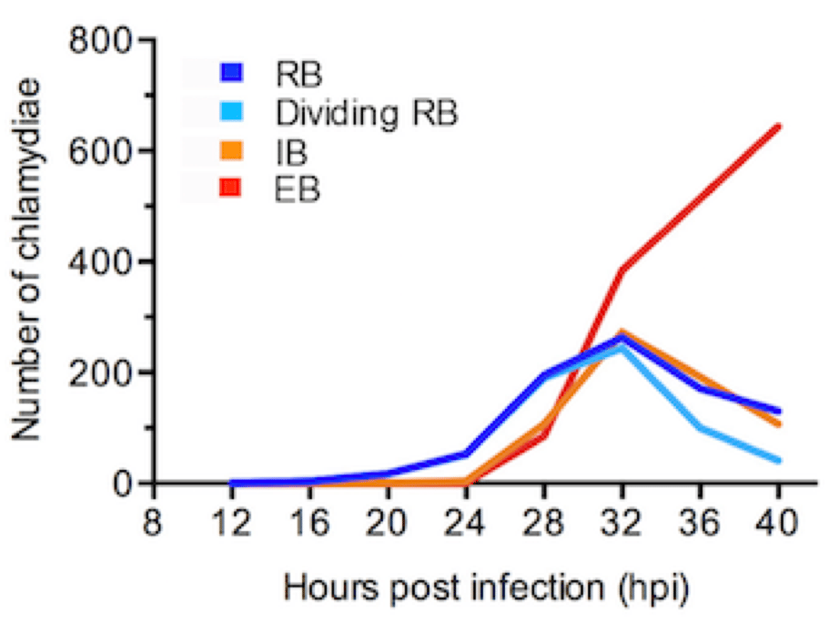 Size matters for Chlamydia | Research Communities by Springer Nature