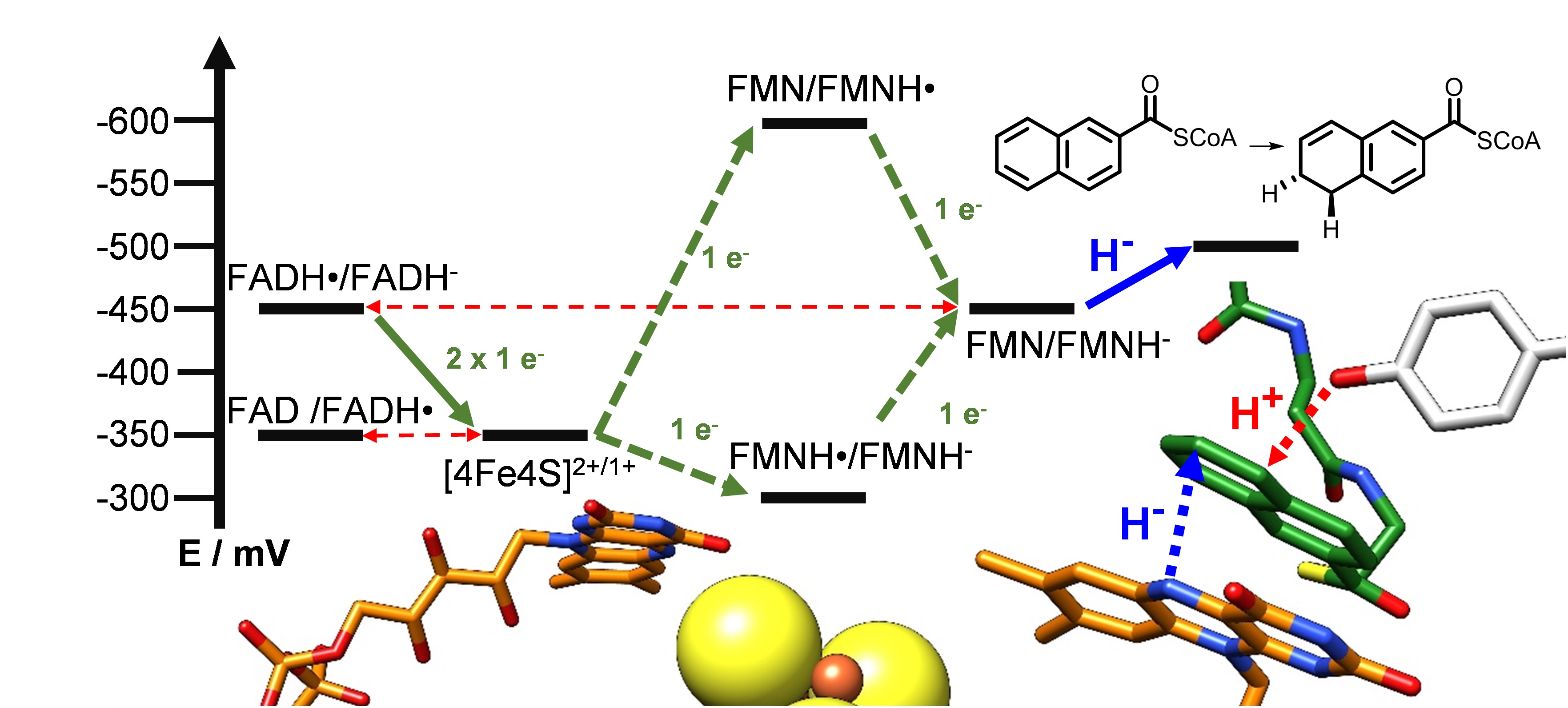 Hydride transfer at the negative redox limit: Understanding enzymatic ...