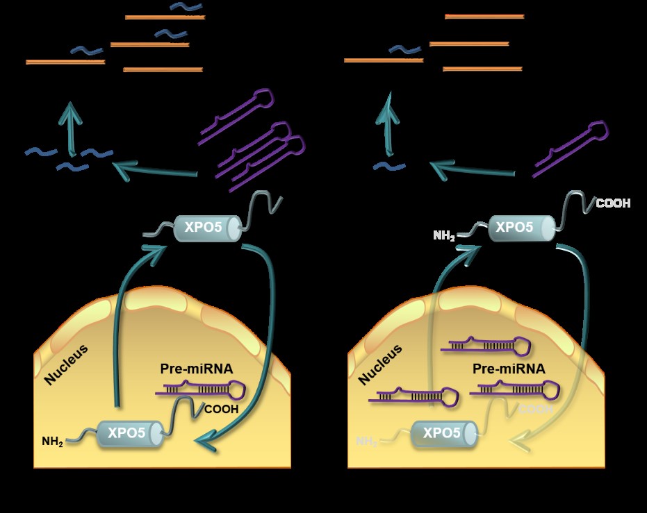 Scientists identify new targets to restore damage caused by cancer ...