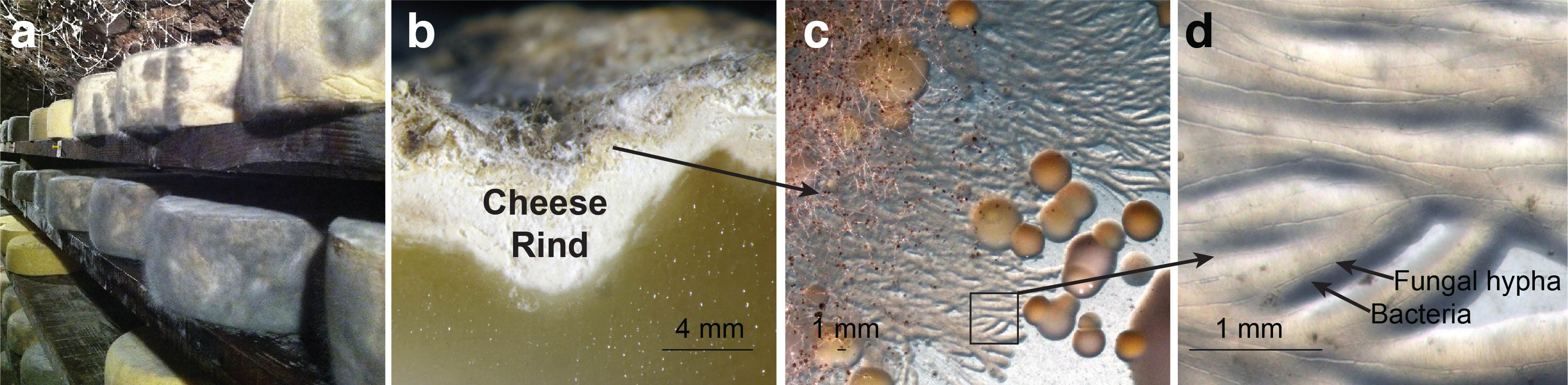Bacteria use fungal highways to travel across cheese rinds | Research ...