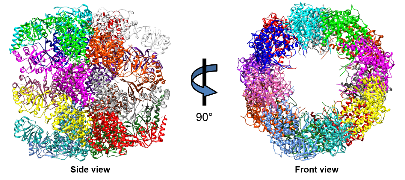 The magic TRiC: a eukaryotic chaperonin essential for virus capsid ...