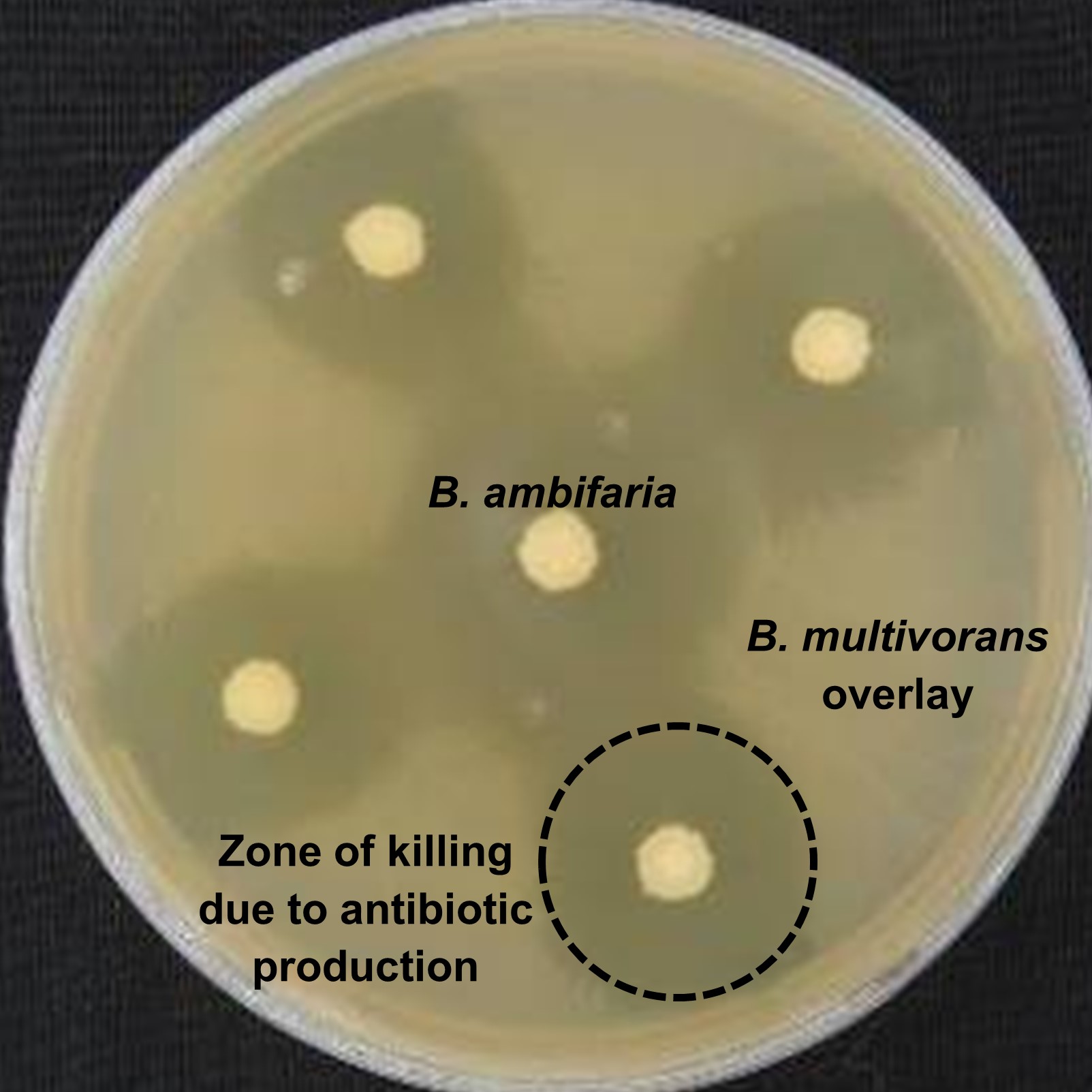 Natural bacterial biopesticides: weighing up the risk of pathogenic ...