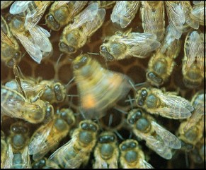 When do honeybee foragers rely on dances? | Research Communities by ...