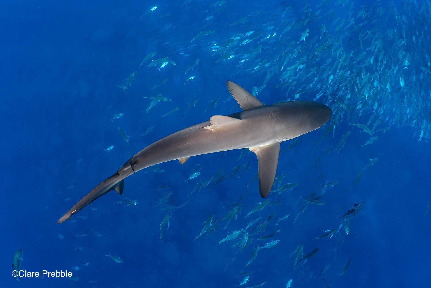 Global feeding habits of sharks revealed using stable carbon isotopes ...