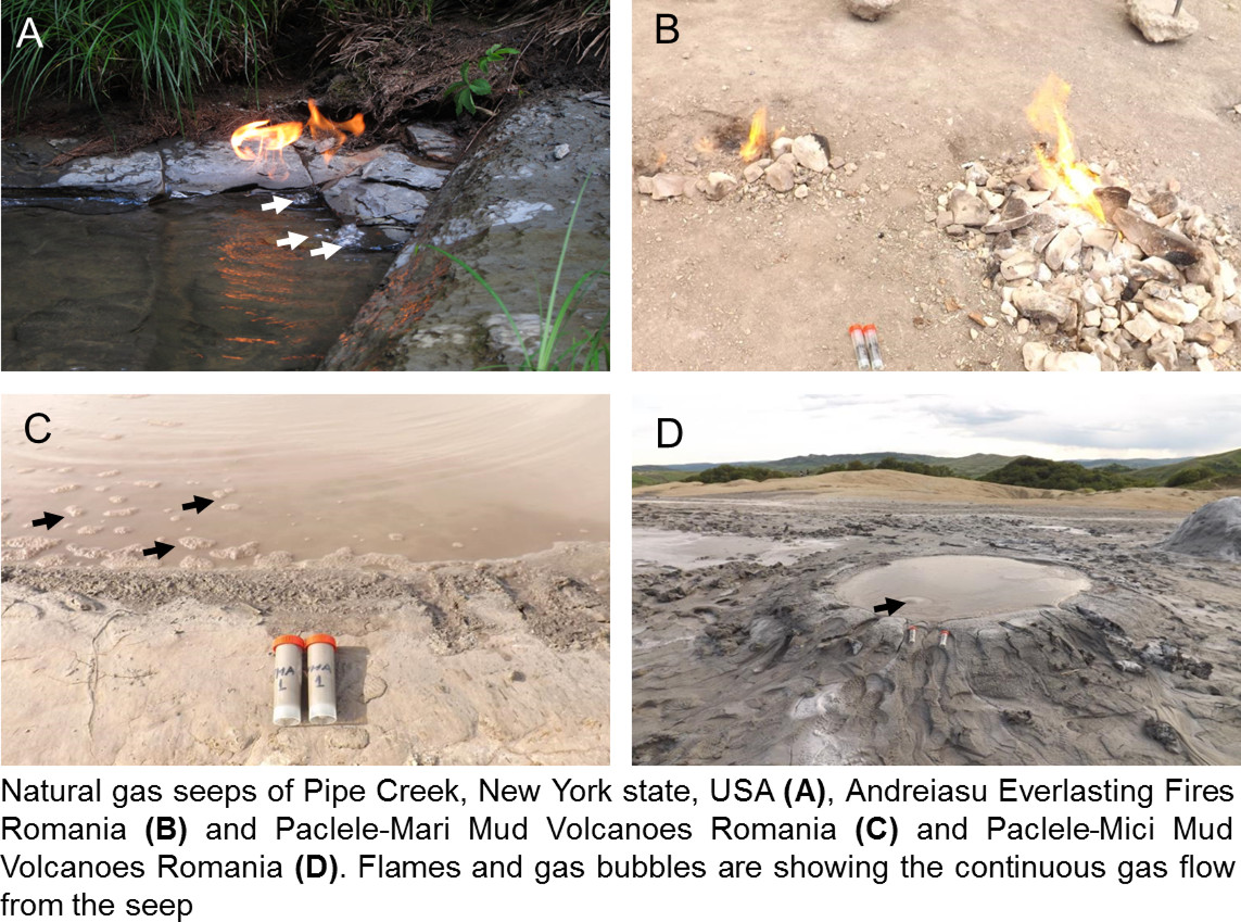 Natural Gas Seeps: An excellent habitat for bacteria feeding on methane ...